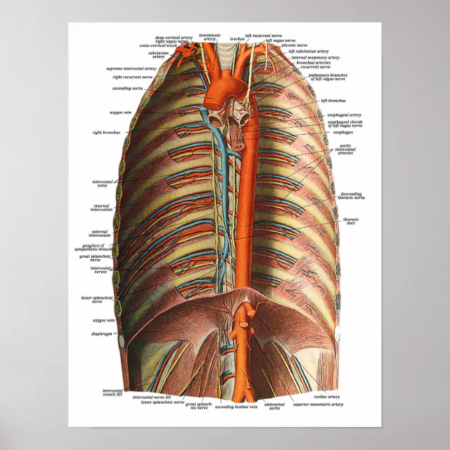 Musculos Da Anatomia Das Costelas Músculos Das Costas: Anatomia